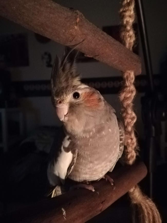 The Ultimate Cockatiel Poop Guide