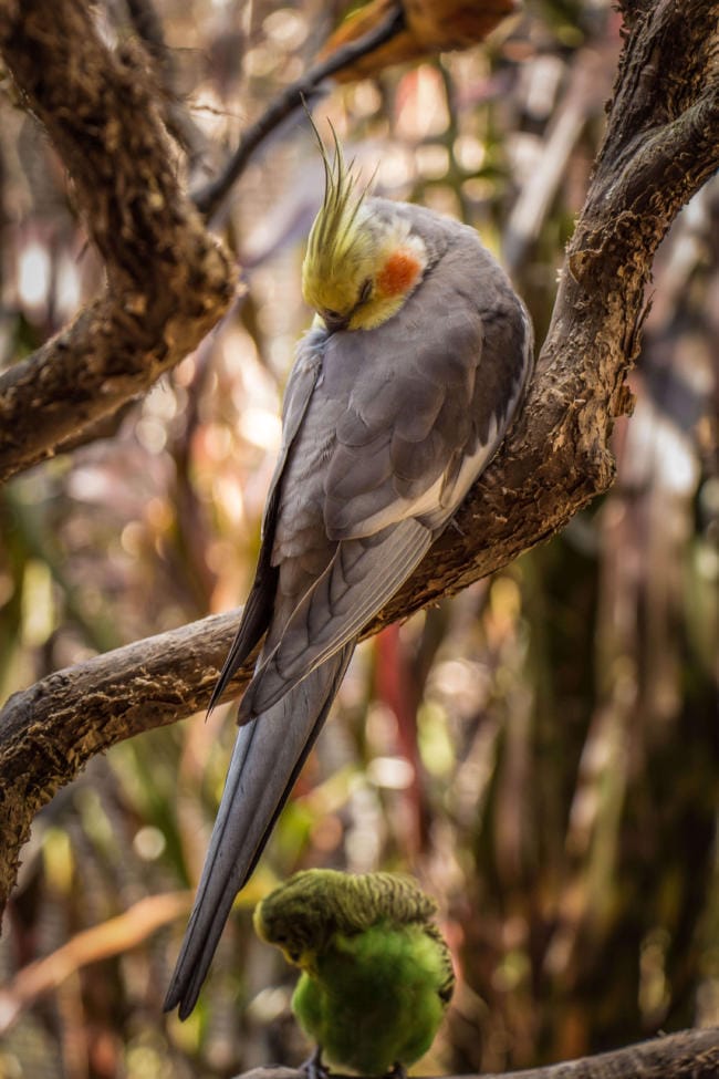 Here Is How Smart Cockatiels Truly Are