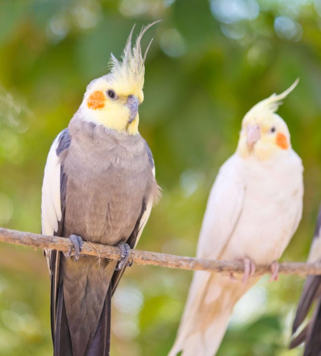 The Ultimate Cockatiel Poop Guide