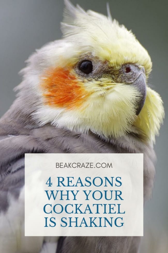 4 Reasons Why Your Cockatiel Is Shaking