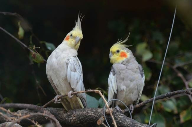 The Ultimate Cockatiel Poop Guide