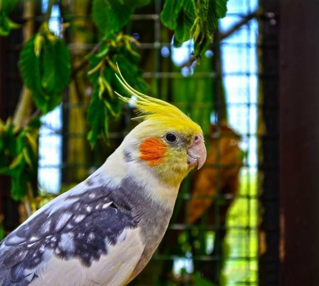 The Ultimate Cockatiel Poop Guide
