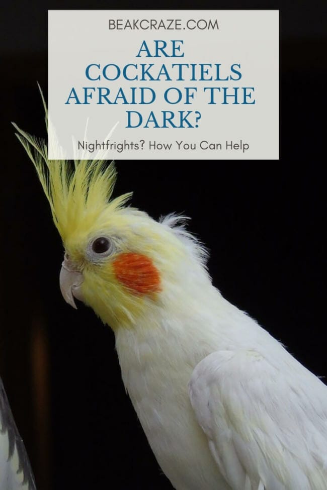 Are Cockatiels Afraid Of The Dark?