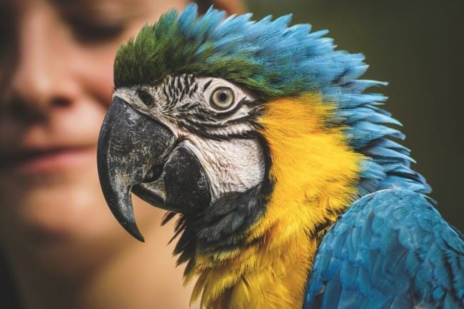 11 Reasons Why Your Parrot Is Shaking