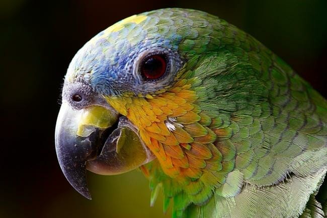 15 Awesome Ways Parrots Show Affection