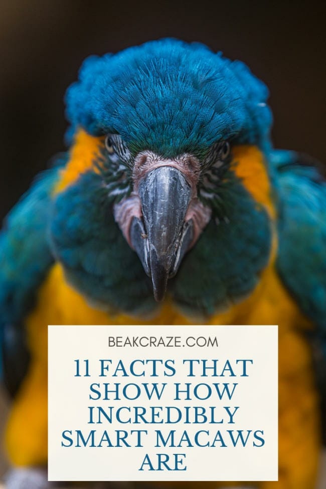 11 Facts That Show How Incredibly Intelligent Macaws Are