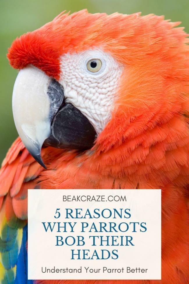 5 Reasons Why Parrots Bob Their Heads