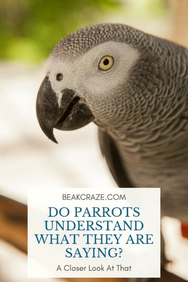 Do Parrots Understand What They Are Saying?