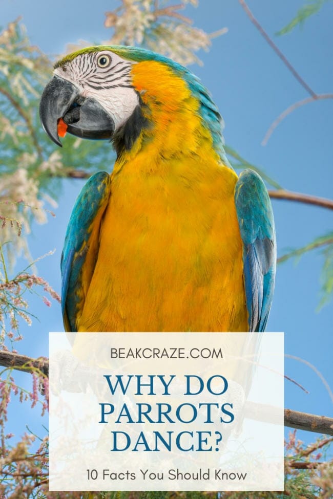 Why Do Parrots Dance? 10 Facts You Should Know