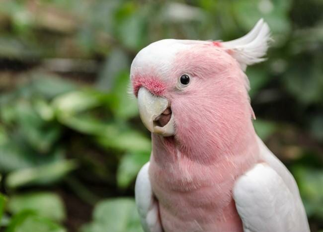 11 Reasons Why Your Parrot Is Shaking