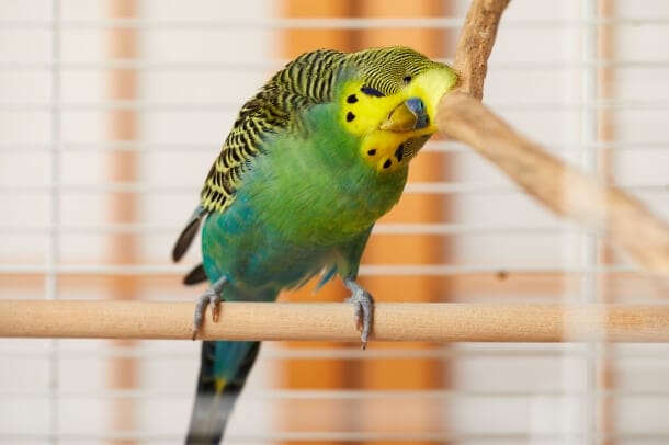 15 Amazing Toys Your Budgie Will Absolutely Love