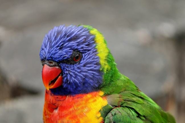 Why Your Parrot's Beak Is Peeling + Tips For A Healthy Beak