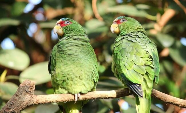 Are Parrots Dangerous? What You Must Know