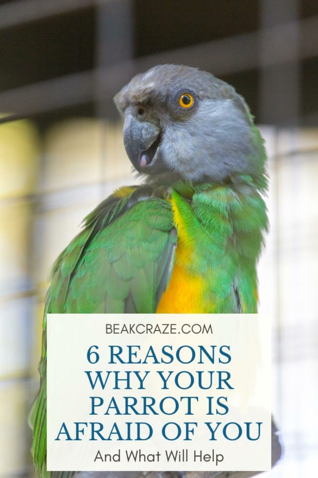 6 Reasons Why Your Parrot Is Afraid Of You And What Will Help