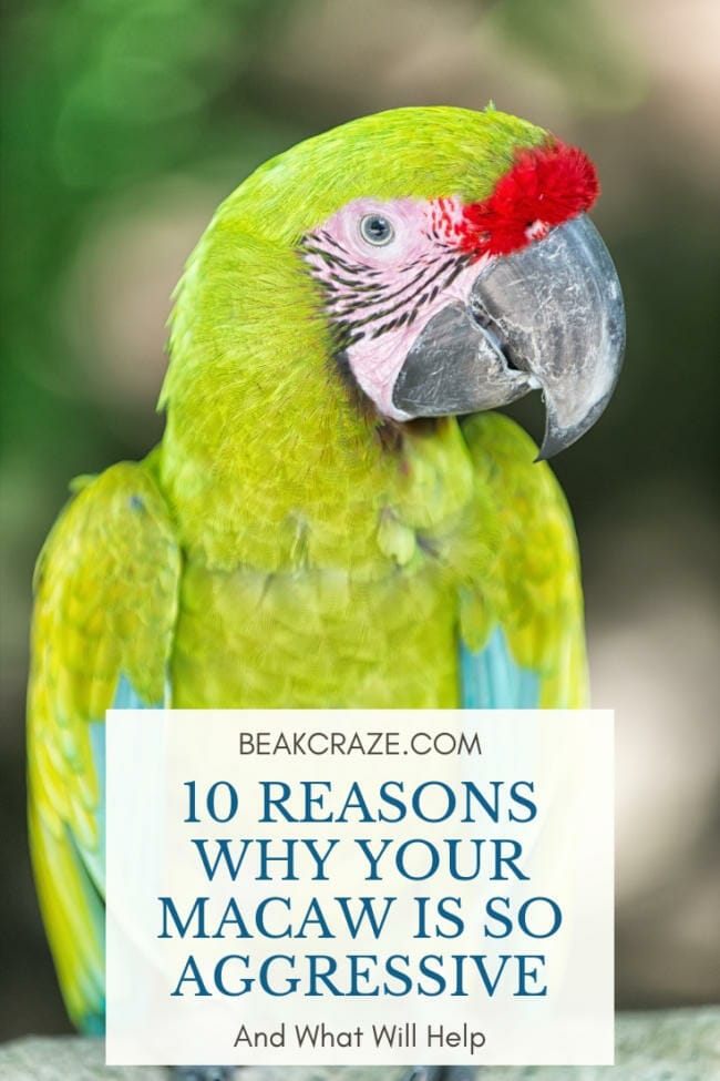 10 Reasons Why Your Macaw Is So Aggressive