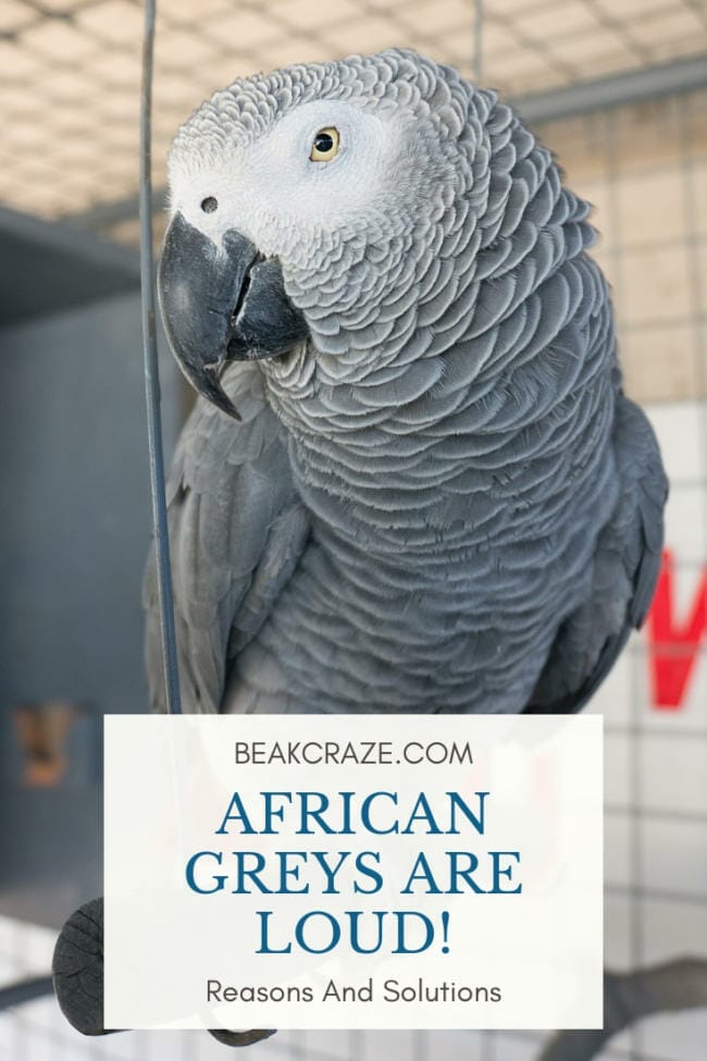 African Greys Are Loud! Here Is What You Can Do