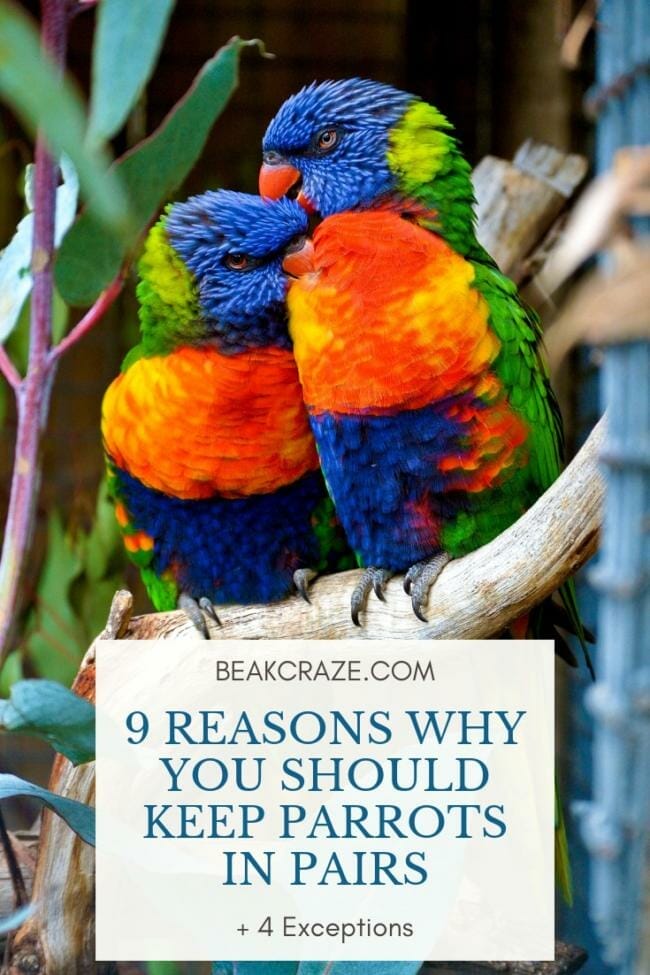 9 Reasons To Keep Parrots In Pairs + 4 Exceptions