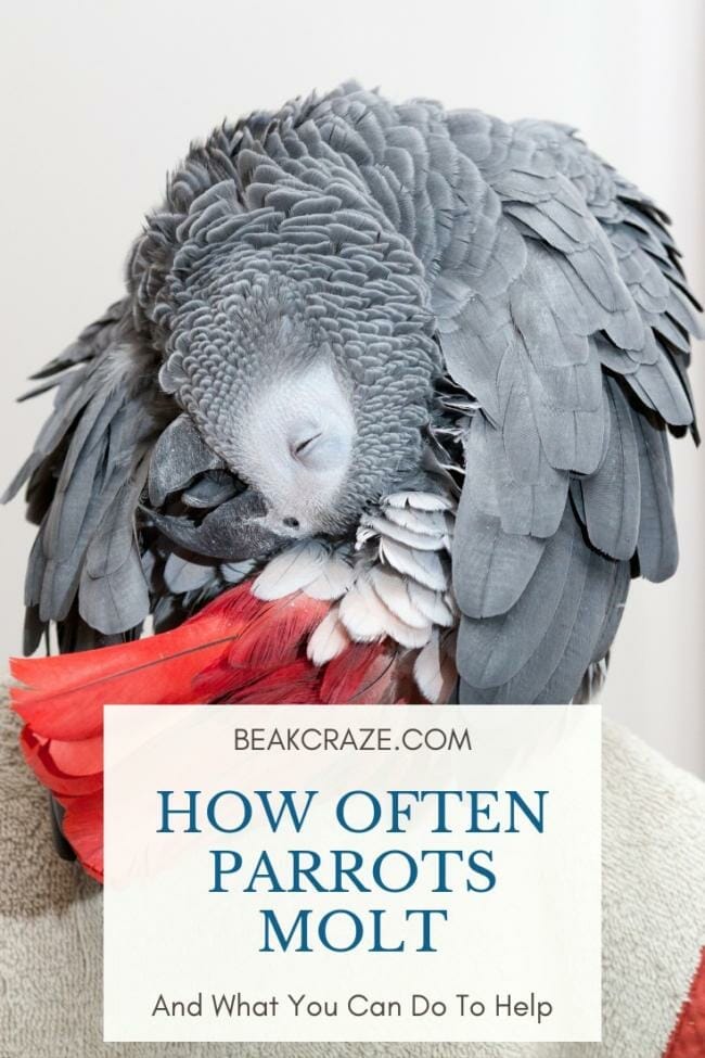 How Often Parrots Molt And What You Can Do To Help