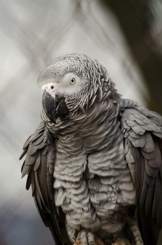 Are African Greys Good Family Pets? 7 Facts You Must Know