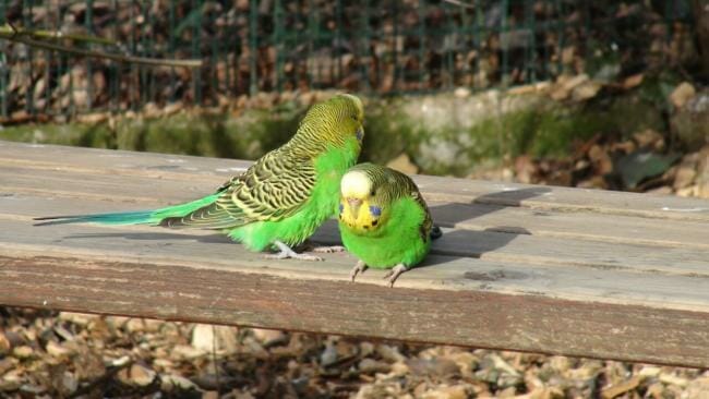 The 5 Best Perches For Budgies - The Ultimate Guide