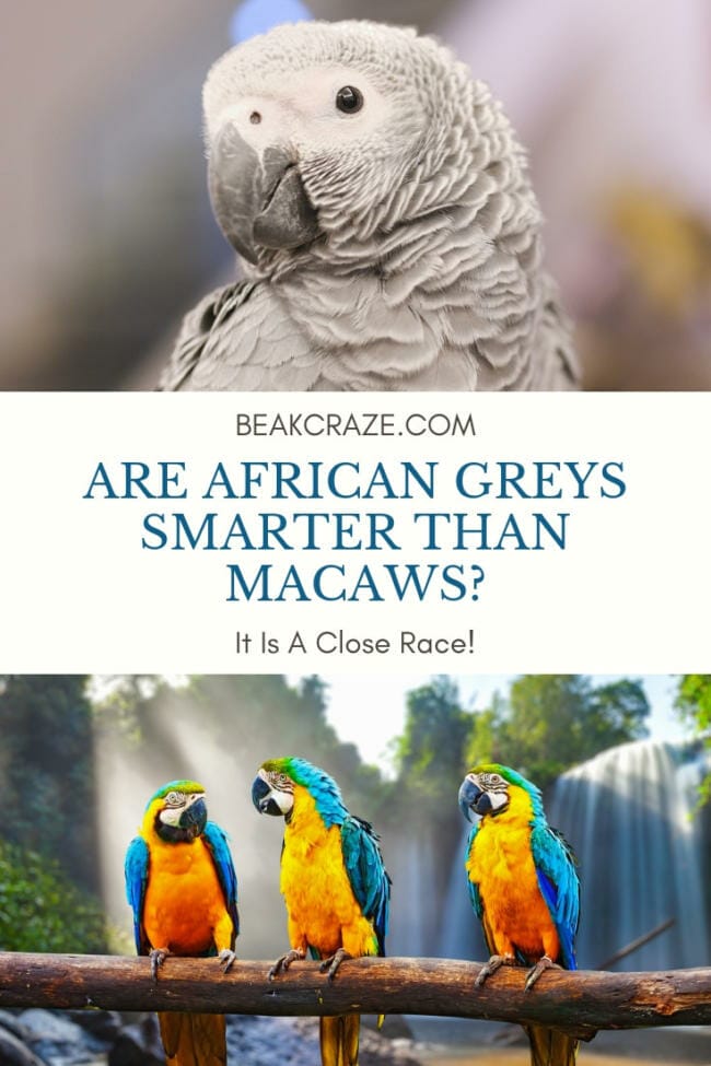 Are African Greys Smarter Than Macaws?