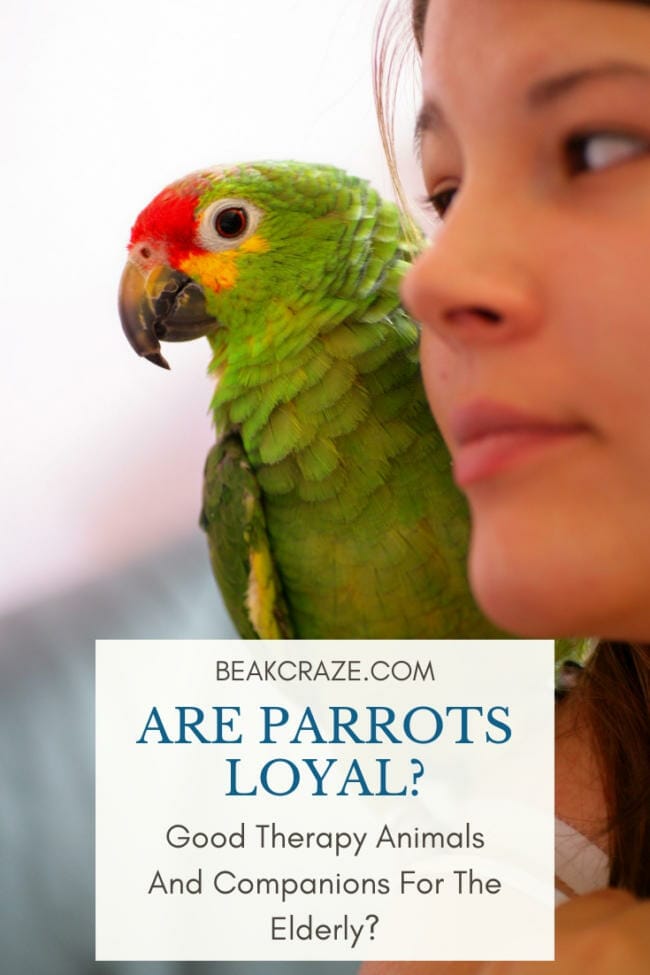 Parrots Are Very Loyal - What This Means For Owners