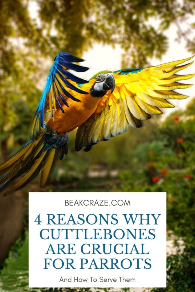 4 Reasons Why Cuttlebones Are Crucial For Parrots