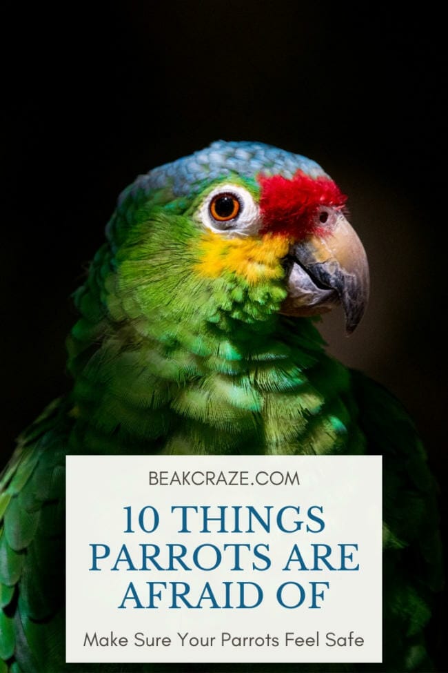 10 Potential Reasons Why Your Parrot Is So Scared