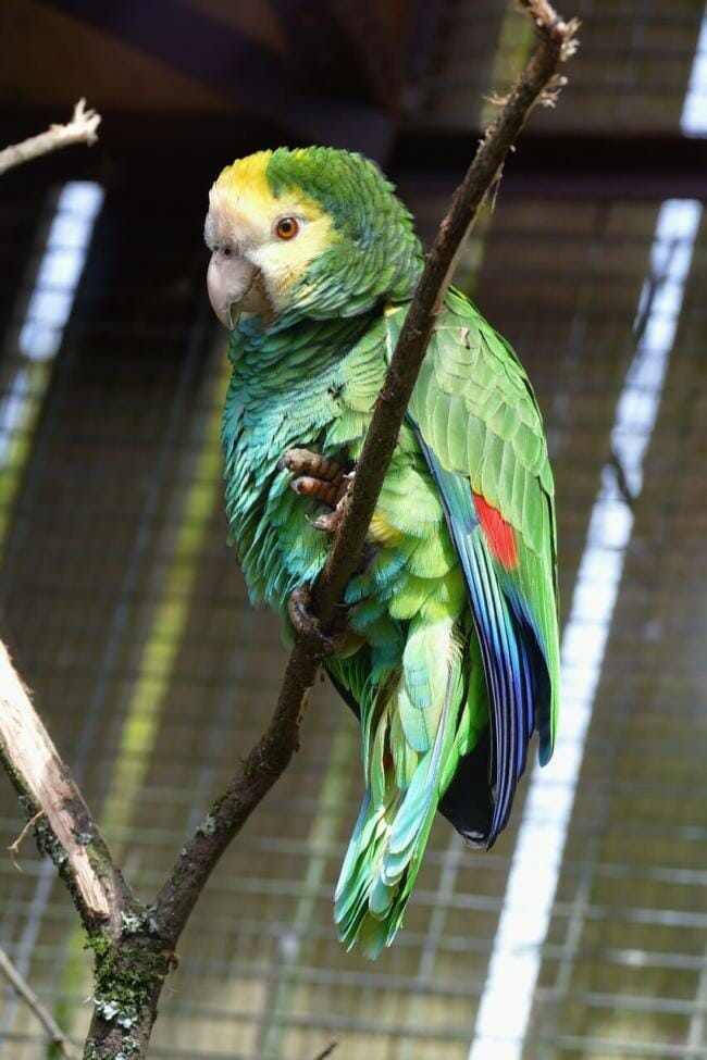 10 Potential Reasons Why Your Parrot Is So Scared