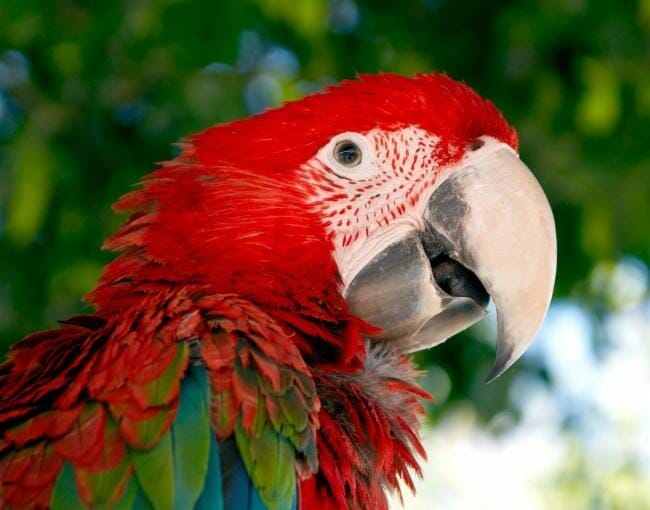 Are Macaws Friendly? 8 Facts You Must Know