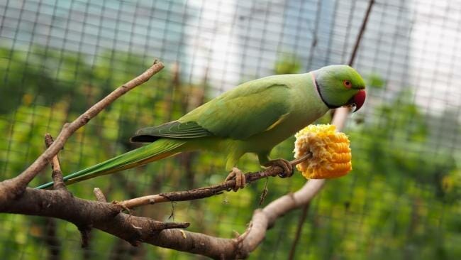 11 Tips For Taming An Indian Ringneck