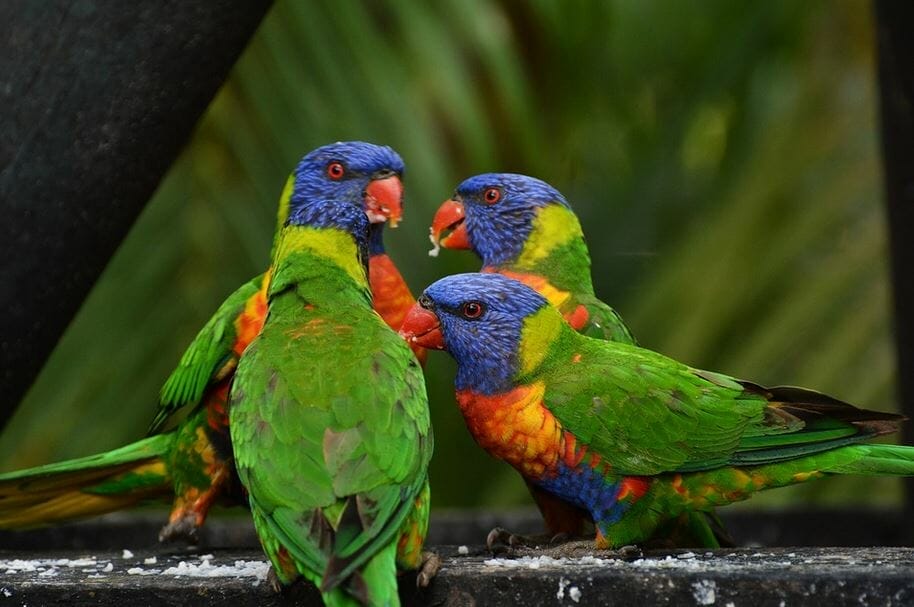 Lories and Lorikeets Species List