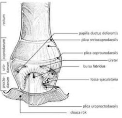 Avian (Bird) Anatomy - Images of Cloaca and Bursa of Fabricus