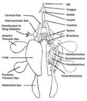 Avian (Bird) Anatomy - Images of Respiratory System by Jeannine Miesle