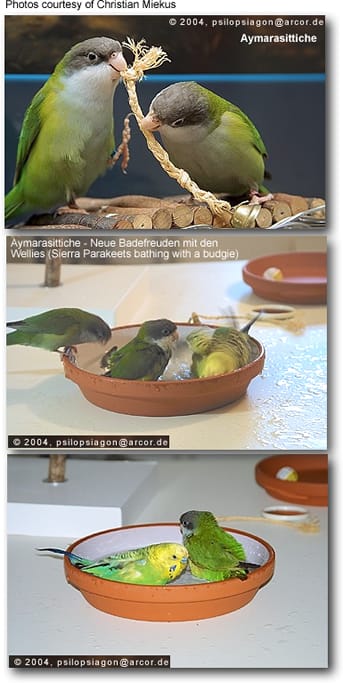 Aymara Parakeets aka Sierra Parakeets