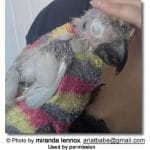 Psittacine Beak and Feather Disease, PBFD, Beak & Feather