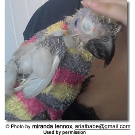 Psittacine Beak and Feather Disease, PBFD, Beak & Feather