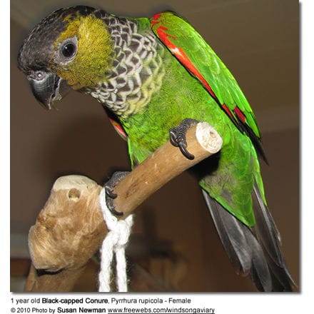 Black-capped Conures or Rock Conures