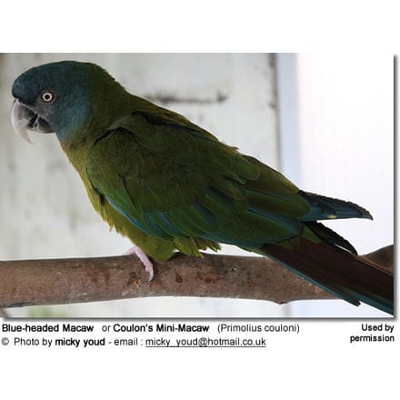 Blue-headed Macaw (Couloni)