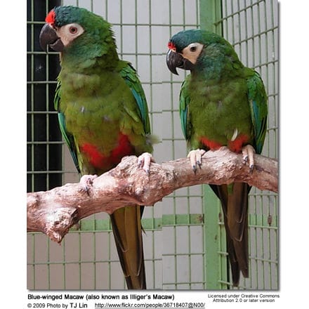 Illiger's or Blue-winged Macaw Breeding / Nesting