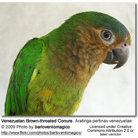Brown-throated Conures - also known as the Brown-throated Parakeets
