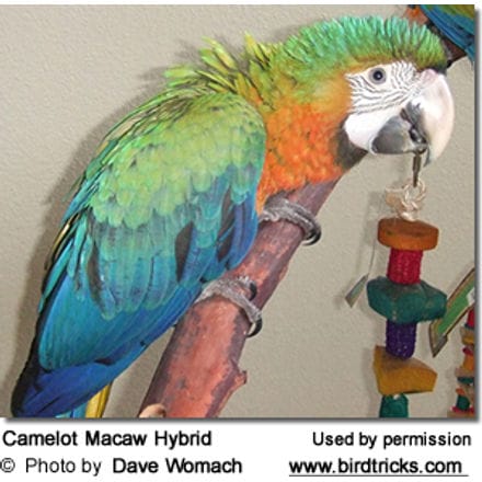 Hybrid Macaws & Mutations