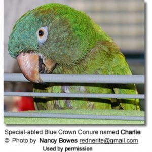 Caring for a Handicapped Bird