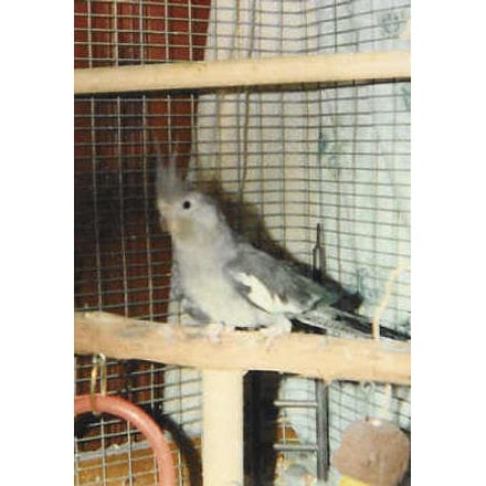 Cockatiel Sudden Death – Reasons (and How To Prevent)