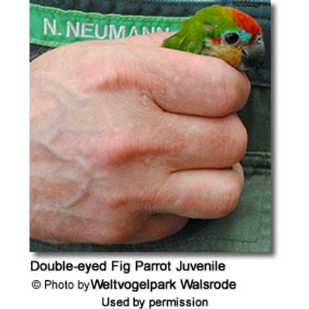 Double-eyed Fig Parrots, Two-eyed Fig Parrots, Red-faced Fig Parrots