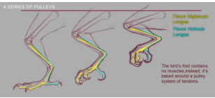 Images of Bird Circulatory System, Blood & Heart by Jeannine Miesle