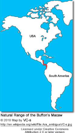 Buffon's Macaws aka Great Green or Grand Military Macaws