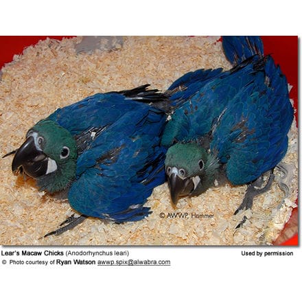 Lear's Macaws: Breeding / Reproduction