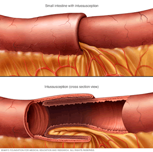 Avian (Bird) Anatomy - Images of Bird Digestive System by Jeannine