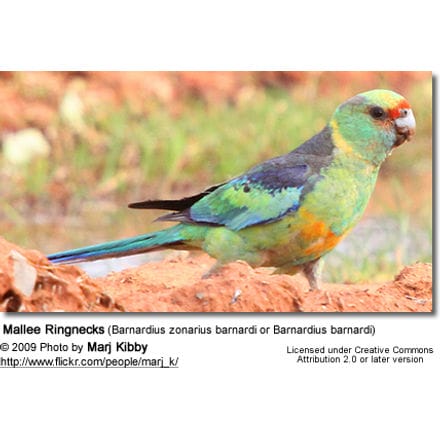 Mallee Ringneck Parrots / Barnard's Parakeets – aka Mallee Parrots